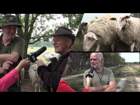 Schaapskudde op de Stroese heide voor komende 6 jaar! - Online Barneveld